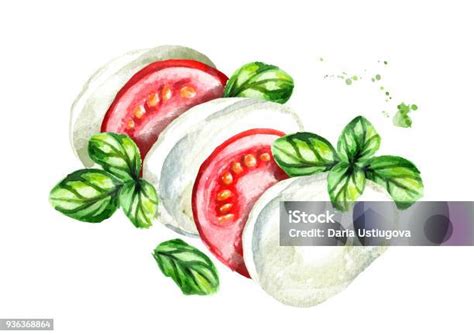 토마토와 바질과 모 짜 렐 라 치즈입니다 흰색 배경에 고립 수채화 손으로 그린 그림 수채화에 대한 스톡 벡터 아트 및 기타