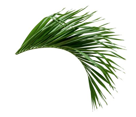 Green Brush Pngs For Free Download