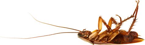 Roach Png