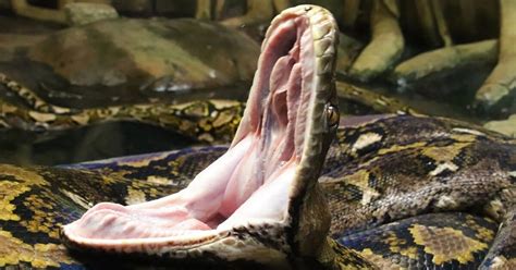 Eine Reihe Von Fällen Menschenfressender Pythons Hat Die Öffentlichkeit