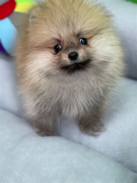 گالری عکس پامرانین خرسی فروشگاه اینترنتی پامر گروپ پامرانین