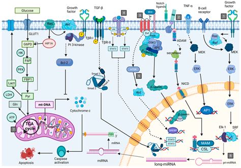 Cell Signaling Pathways Involved In Leukemia Pathogenesis Genomic And