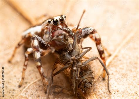 Male Pelegrina Proterva Common White Cheeked Jumping Spider Devouring