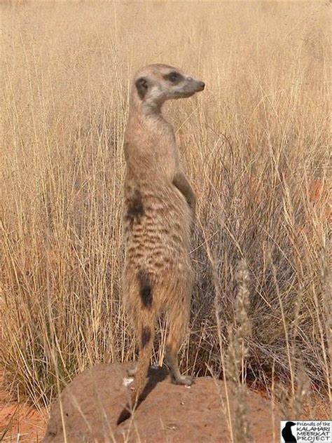 Ziggy Lazuli Meerkats Wiki Fandom