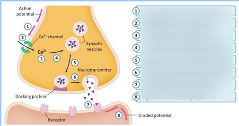 6 5 Synapses Diagram Quizlet