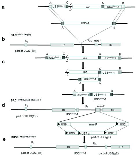 A Schematic Diagram Showing The Construction Of The Recombinant Virus