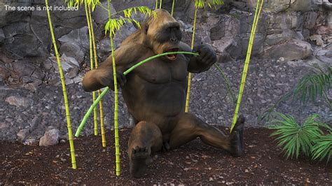 Big Ape Gigantopithecus Eats Bamboo Plants Model Turbosquid 2311452