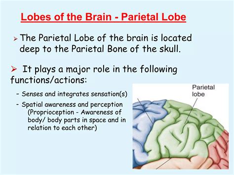 19 Cerebral Hemisphere Functions 1pptx