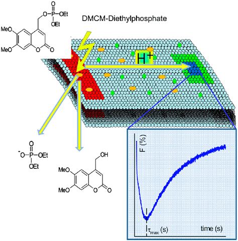 Scheme Of The Experiments Carried Out On A Planar Bilayer Lipid