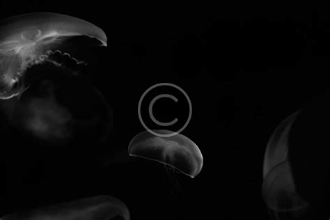 Effective Solutions Mextypsa