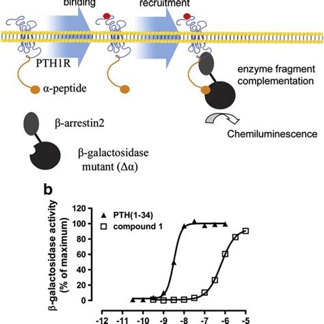 Recruitment Of β Arrestin2 To Pth1r Measured With Enzyme Fragment
