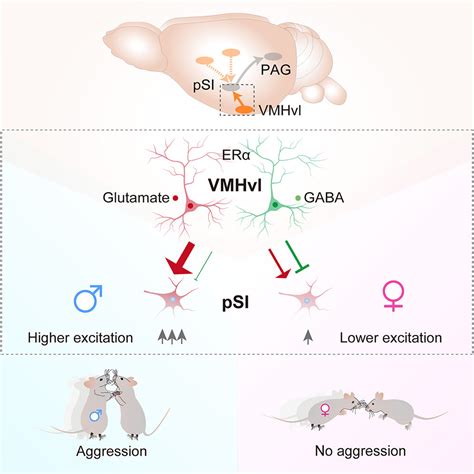 A Hypothalamic Amygdala Circuit Underlying Sexually Dimorphic
