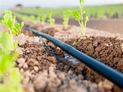Drip Irrigation Colić Trade