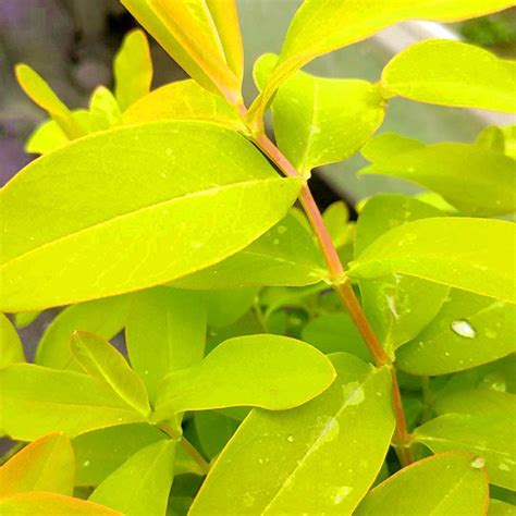 Hypericum Monogynum For Sale My Home Nature