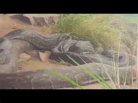 Southern African Pythons Mating South Africa YouTube