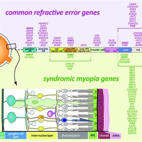 Historic Overview Of Myopia Gene Finding Genes Identified Using Wes