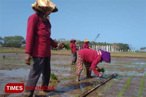 Dukung Program Swasembada Pangan Pemkab Bantul Optimalkan Penanaman Padi TIMES Jogja