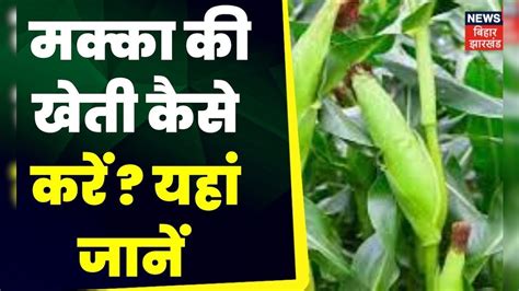 Annadata मक्का की खेती कैसे करें यहां जानें Maize Farming In