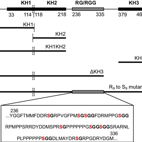 PDF HnRNPK Recognition Of The B Motif Of Xist And Other Biological RNAs