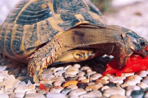 Turtles Eating Things Animals