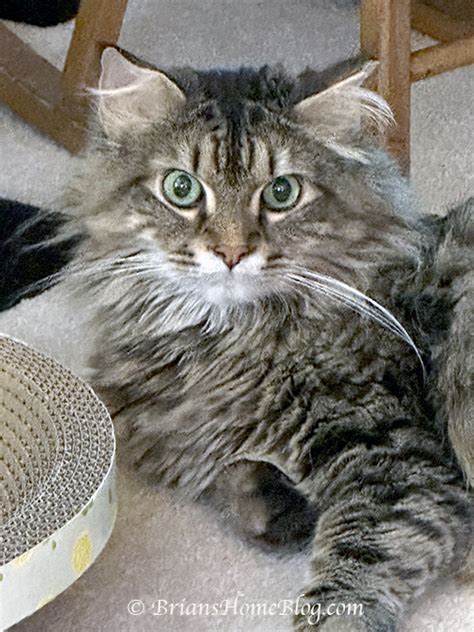 Happy Tabby Tuesday With Simon The Brave Brians Home ~ Forever