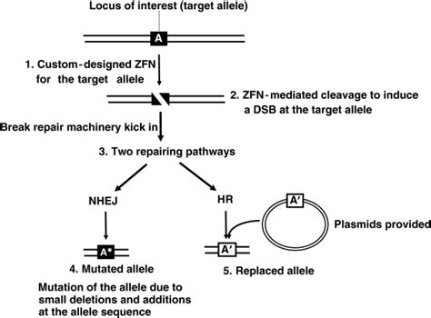 Zfn Technology To Modify An Allele At A Target Locus 1 Download