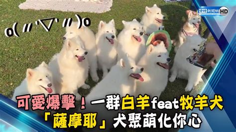 可愛爆擊！一群白羊feat牧羊犬 「薩摩耶」犬聚萌化你心 Chinatimes Youtube