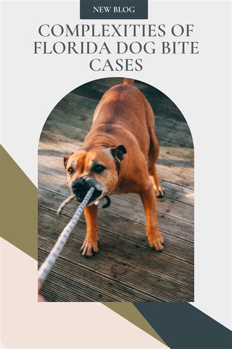 Complexities Of Florida Dog Bite Cases Tamara Like Camera
