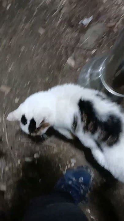 하하하 더우니까 파이 집위에서 아빠 기다리고 있네요영산홍 꽃과 너무 잘 어울린다 새들도 잠자는 새벽평화로운 정적에 몸을 맡기고~길냥이cat Youtube