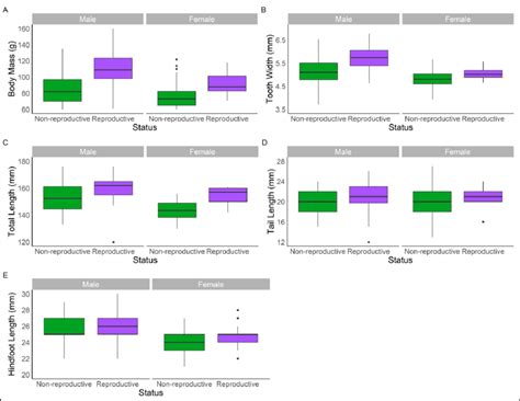 4 Sexual Size Dimorphism In Adult Natal Mole Rats Cryptomys