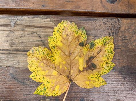 Yellow Sycamore Maple Leaf In Autumn Acer Pseudoplatanus Leaf Stock Image Image Of Sycamore