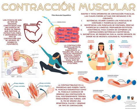 Contracción Muscular Los MÚsculos Son Un Tipo De Órganos