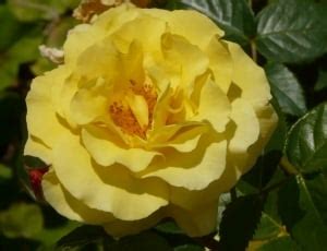 Yellow Blue Pink Rose Flowers Free Image Peakpx
