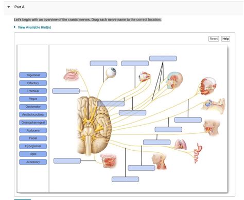Solved Let S Begin With An Overview Of The Cranial Nerves Chegg Com