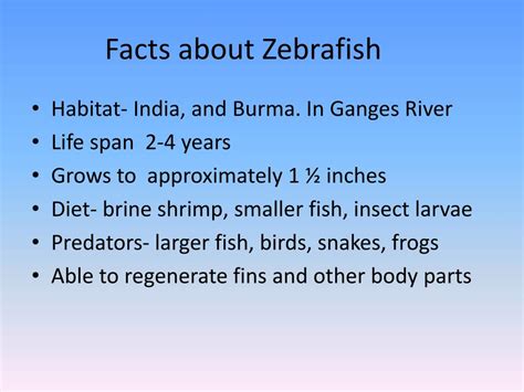 Ppt Zebrafish Project Powerpoint Presentation Free Download Id