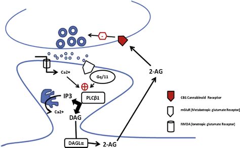 Figure 1 From Nuclear Phospholipase C β1 And Diacylglycerol Lipase α In