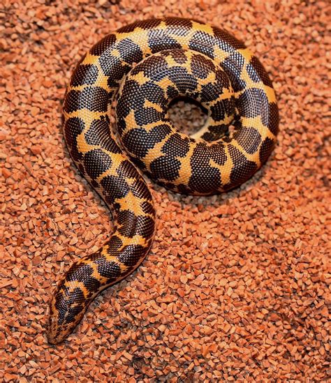 Eryx Colubrinus Kenan Sand Boa In Northern Kenya