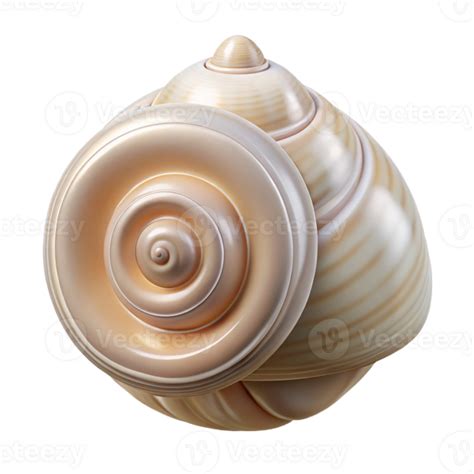 Magnificent Classic A Seashell Intricate Spiral Pattern Pea Detailed 57895998 Png