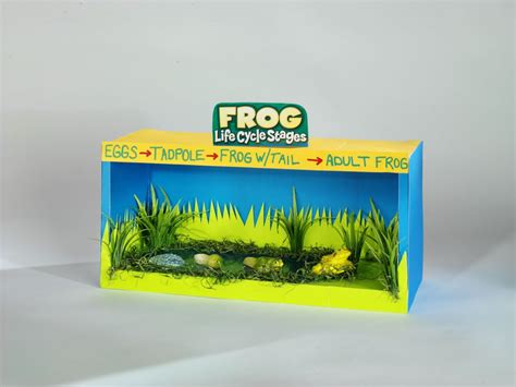 Frog Life Cycle Diorama Floracraft