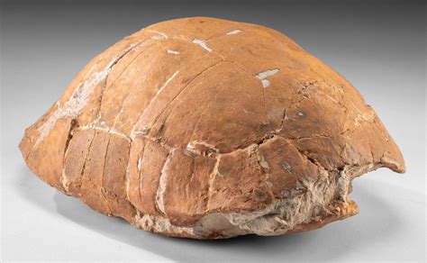 Lot Prehistoric Land Tortoise Fossilized Shell Stylemys