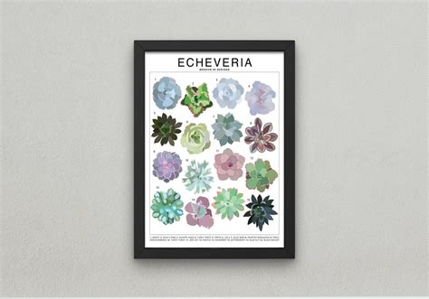 Echeveria Species Large Art Print Houseplant Artwork Wall Decor