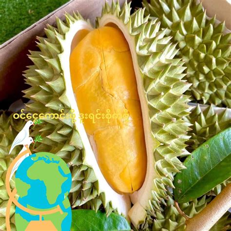 ကျွန်တော်သိသလောက် ဒူးရင်းဟာ အမျိုးအစားများသလောက် တစ်မျိုးနဲ့တစ်မျိုး