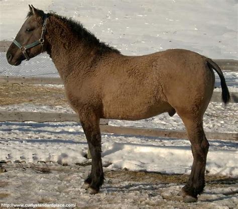 American Bashkir Curly Paarden Encyclopedie
