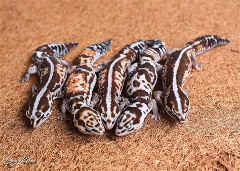 So Many African Fat Tailed Geckos Fat Tailed Gecko Morphs Fat Tailed