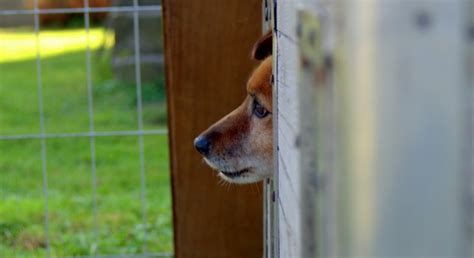 6 Creative Ways You Can Help Out Shelter Dogs In Need