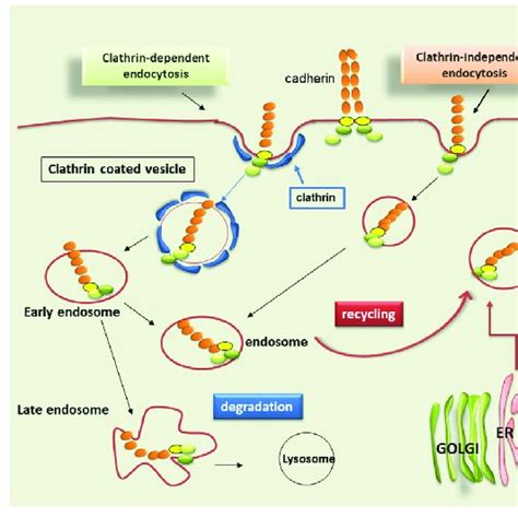Classic Pathways Of Cadherin Trafficking Cadherins Can Undergo Either