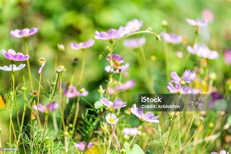 분홍색 코스모스 꽃과 흰색과 노란색 오렌지 카모마일 데이지 꽃의 근접 촬영 여름 시즌 패턴에서 정원에서 성장 하는 Bokeh 배경 0명에 대한 스톡 사진 및 기타 이미지