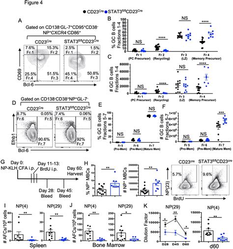 B Cell Intrinsic Stat3 Signaling Is Required For Gc B Cell Recycling