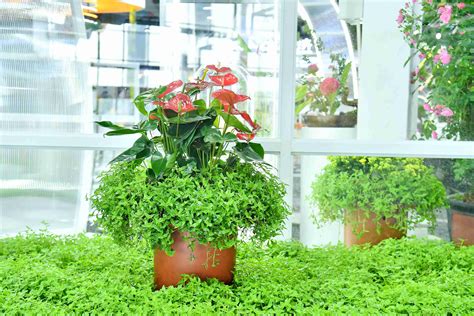 姬岩垂草圆晶草 成都电子科技大学 四川博恩润泽园林工程有限公司