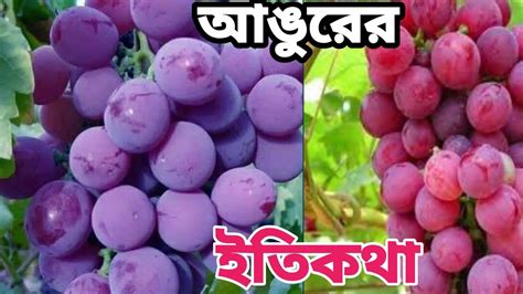 আঙুর গাছের গুটি আসার পর এর পরিচর্যা। Youtube